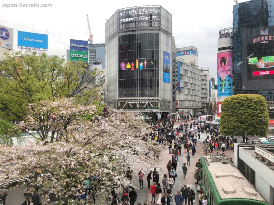Mag’s Park en Magnet by Shibuya 109, el mejor mirador oculto | Japón ...